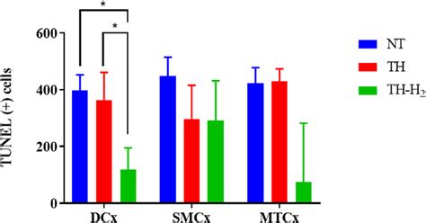 Number Of Tunel Cells In Three Regions Of The Cerebral Cortex Download Scientific Diagram