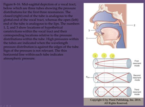 Csd 341 Acoustic Theory Of Vowel Production 3 Flashcards Quizlet