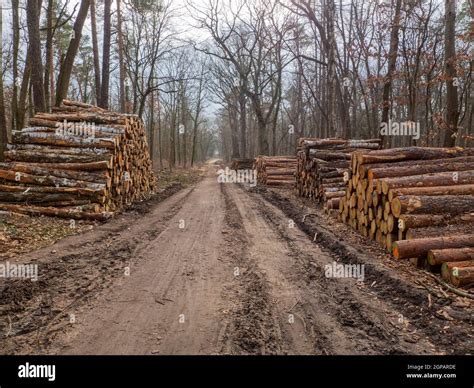 Stacked Logs In The Forest Stock Photo Alamy