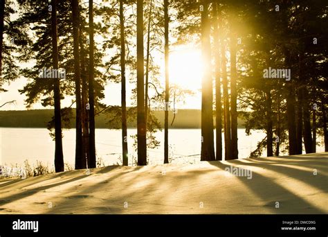 Trees In Sunlight Stock Photo Alamy