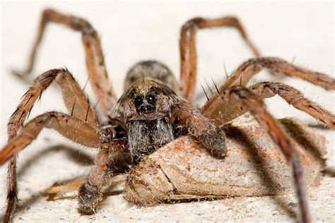 Brown Spiders In South Carolina