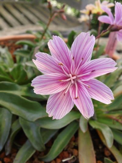 Lewisia Cotyledon By Flora File Tumbex