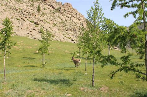 ФОТО Булган уулын дурсгалт газар янгир нутагшууллаа Isee Mn