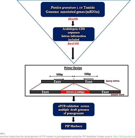 Figure 1 From Chromosome Specific Potential Intron Polymorphism Markers For Large Scale