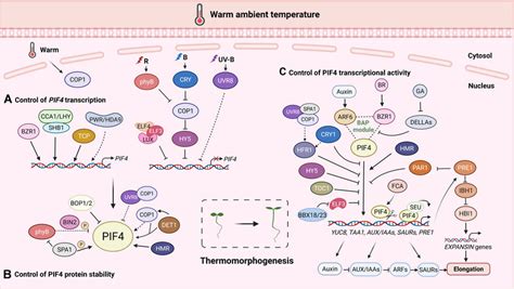 Control Of The Gene Expression Protein Stability And Transcriptional