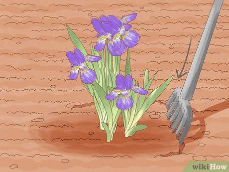 How To Divide Bearded Irises Steps With Pictures Wikihow Life