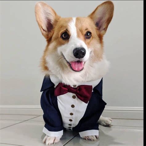 Корги в одежде 47 фото Corgi In A Tuxedo Corgi Wedding Outfit Cute