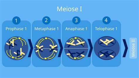 Meiose 1