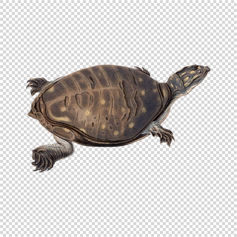 Indian Flapshell Turtle Tortoise Reptile Tofujoe