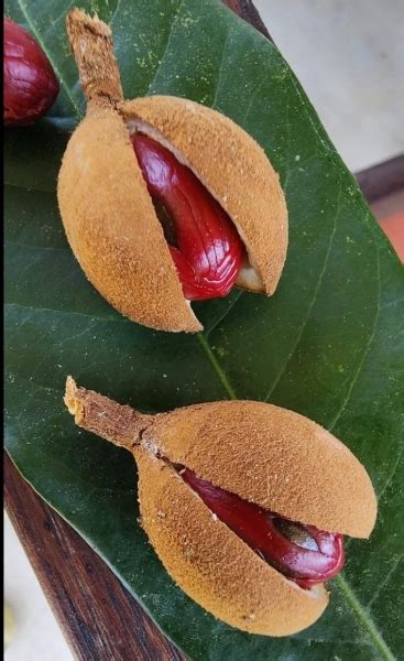 Buy Native Nutmeg Tree Australian Nutmeg Myristica Insipida