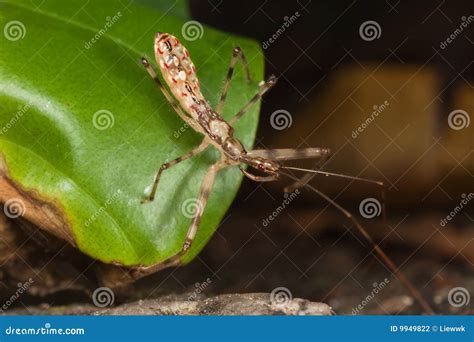 Assassin Bug Nymph Royalty Free Stock Image 32090560