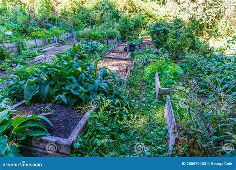 Seattle Pea Patch 5 Stock Image Image Of Garden Blooming 255679403