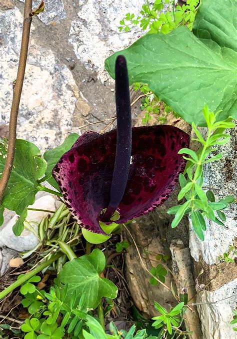 Dragon Lily Mystique And Beauty Combined In One Bloom