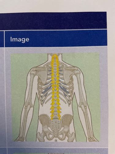 NASM Chapter Th Edition Flashcards Quizlet
