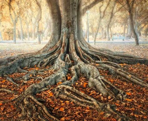 Why Do Trees Have Such Shallow Root Systems Bbc Science Focus