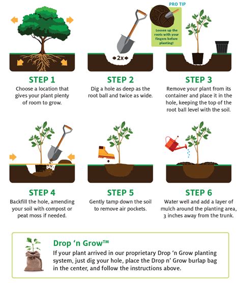 Planting And Care Instructions