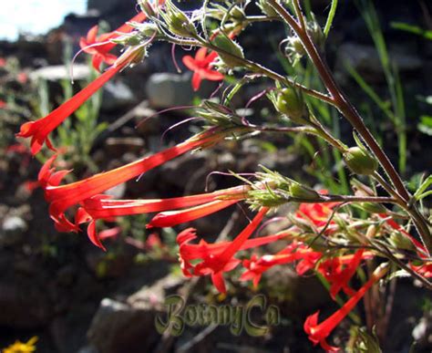 Ipomopsis Aggregata Botanically Inclined Seed Adventures