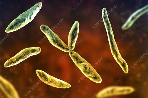 Corn Smut Fungus Illustration Stock Image F037 5966 Science Photo Library