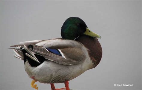 Do Birds Have Penises Evolutionary Curveballs And Birds That Do