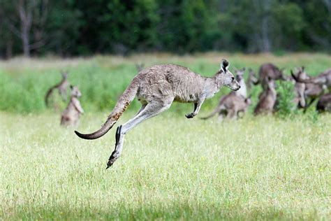 Eastern Grey Kangaroo Macropus Photograph By Martin Zwick Pixels