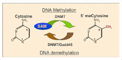 Methylation Of The Cytosine Base Is Catalyzed By The Enzyme Dna