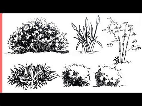 How To Sketch BUSHES Tutorial For Beginners Step By Step YouTube Plant Sketches Bush