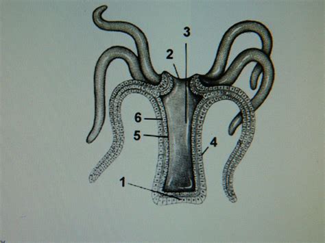 Оп Определите какой организм изображён на рисунке Какие части организма обозначены цифрами 1 6