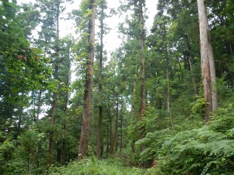 東北森林管理局 由利森林管理署 施業指標林