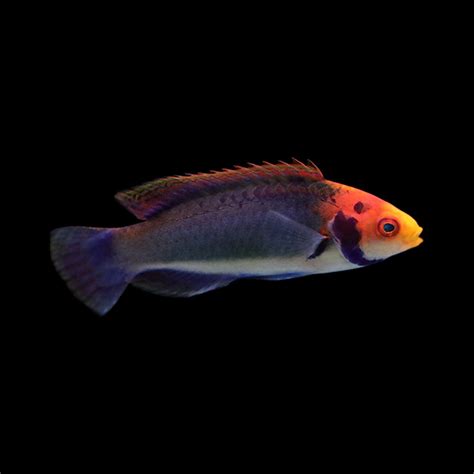 Wrasse Reef Safe Aquarium Arts