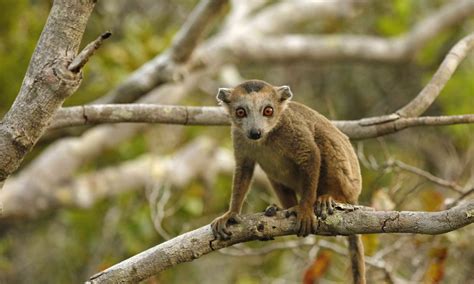 The Wildlife Of Northern Madagascars Magical Forests And Reefs Reef