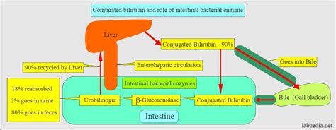 Bilirubin Part 1 Total Direct And Indirect Bilirubin
