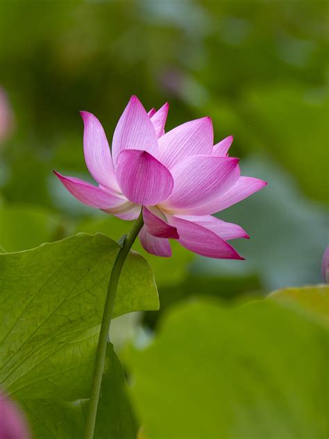 로터스 꽃 핑크 Pixabay의 무료 사진