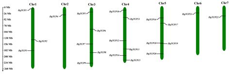 Genome Wide Identification Characterization And Expression Of Tcp
