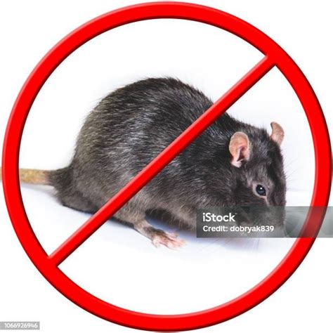 Tikus Dilarang Dicoret Dengan Tanda No Foto Stok Unduh Gambar