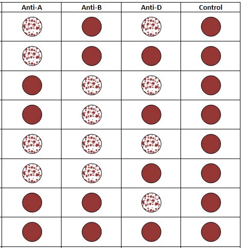 A P 2 Lab Models Flashcards Quizlet