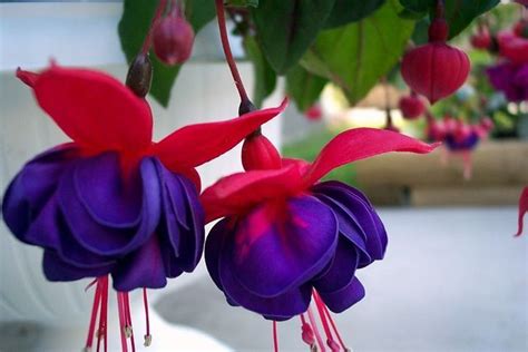 Fuchsia flowers, Flowers, Colorful flowers