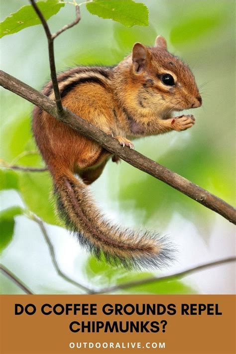Do Coffee Grounds Repel Chipmunks Quick Answers Artofit