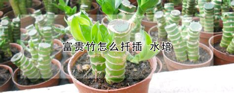 富贵竹怎么扦插 水培 发财农业网