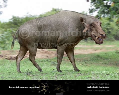 Paraentelodon By Rom U On Deviantart
