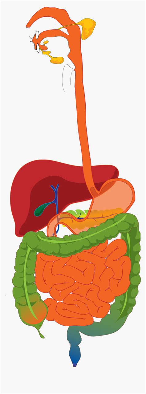 Digestive System Diagram Unlabeled