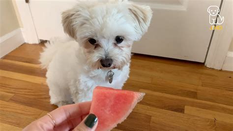 Does Your Dog Love Watermelon Too Youtube