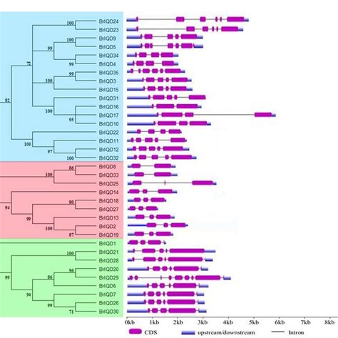 Classification And Exonintron Organization Of Iqd Genes In Chinese Download Scientific Diagram