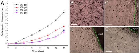 Evaluation Of Cell Migration In 3d Hydrogels A Migration Distance Of Download Scientific