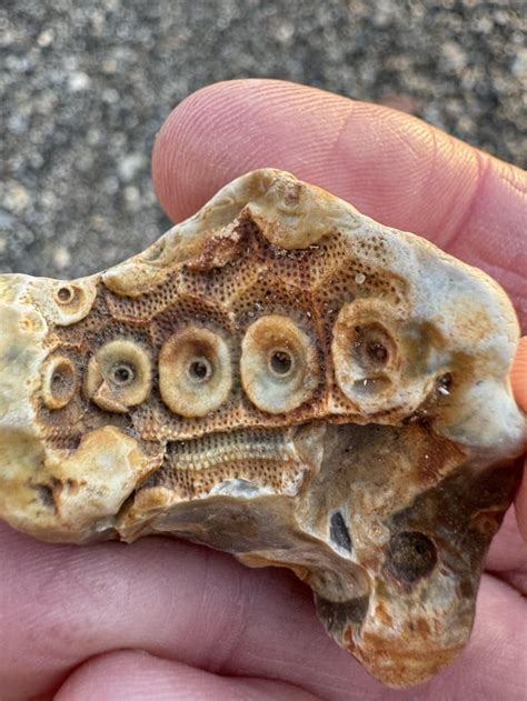 3 Curious Flint Fossils R Fossils