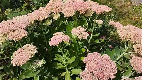 Цветы которым я не нужна Посадили и забыли Не обрезайте цветы Мой сад в сентябре Youtube