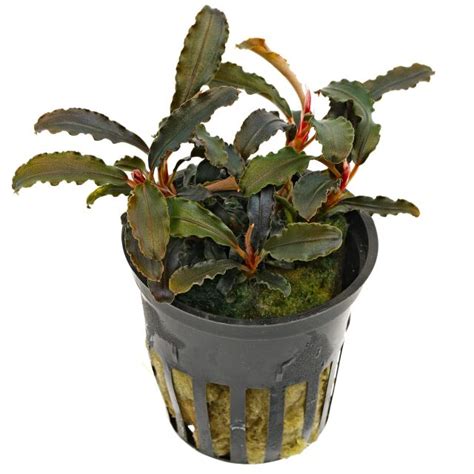 Bucephalandra Sp Kedagang Pot Aquasabi Aquascaping Shop