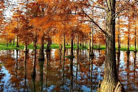10 Beautiful Dawn Redwood Forests In China Cn
