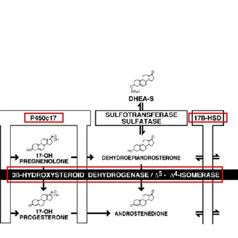 7 Schematic Representation Of Testosterone Biosynthesis Red Or Dark Download Scientific