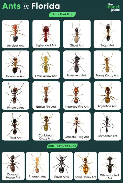List Of Common Types Of Ants In Florida With Pictures