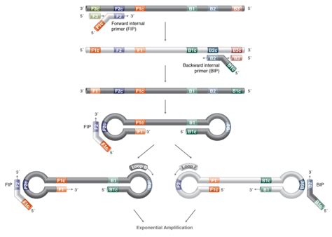 Loop Mediated Isothermal Amplification Neb